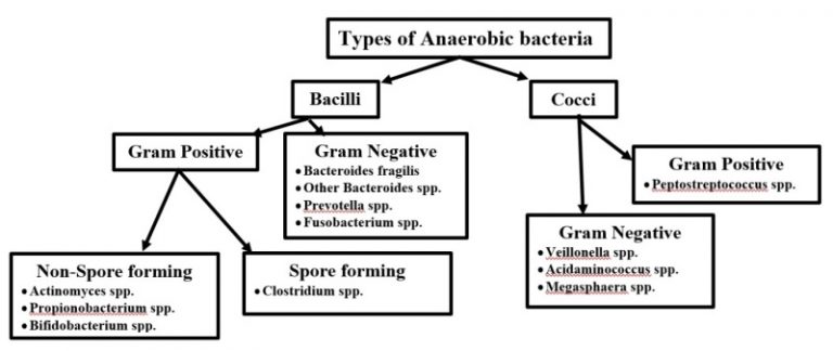 Anaerobic Chambers: Oxygen Control for Microbial Research & Industry - ISweek News